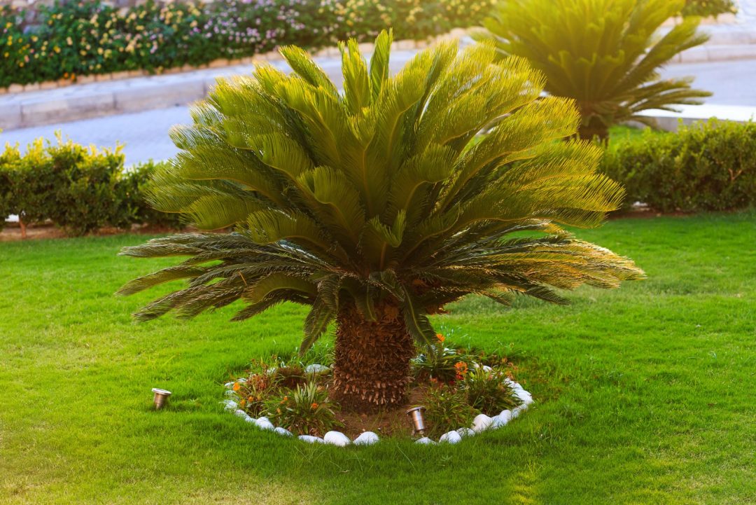 The Best North Carolina Palm Trees For Your Backyard
