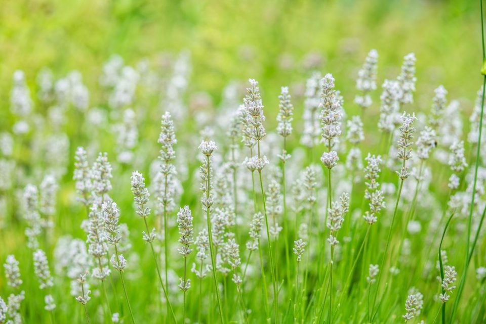 How To Grow The White Lavender Plant + 8 Great Varieties