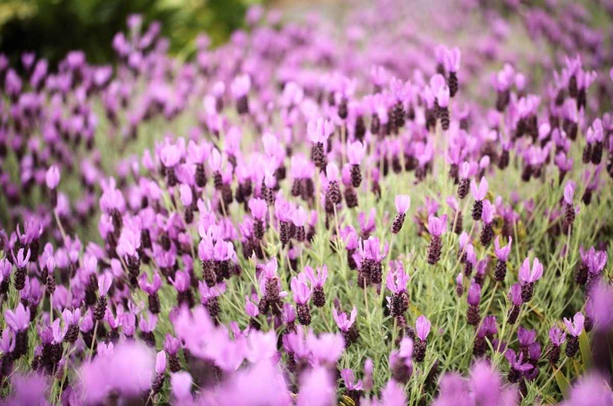 How To Care For Spanish Lavender & Solve Common Issues
