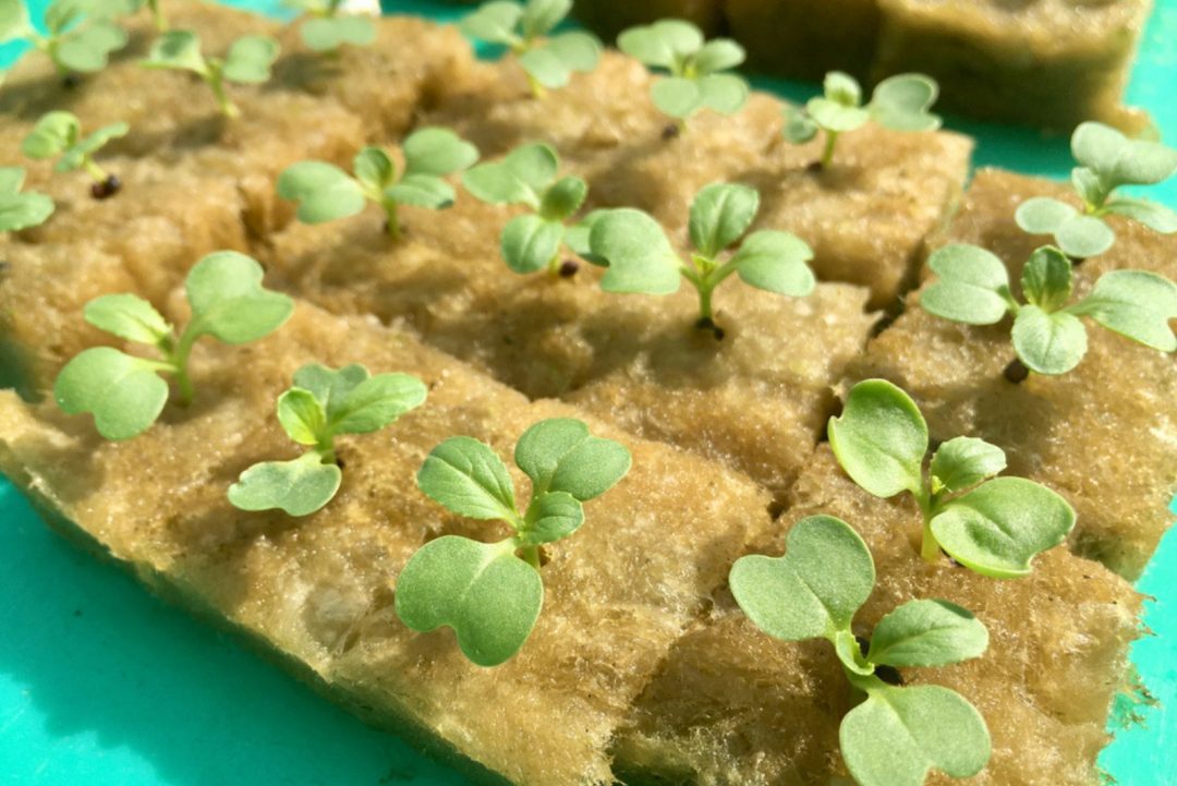 Benefits And Drawbacks Of Rockwool For Plants