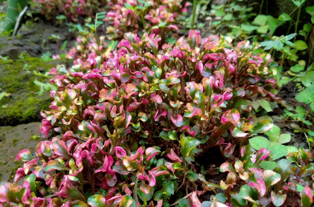 How To Care For The Party Time Plant + Solving Common Issues