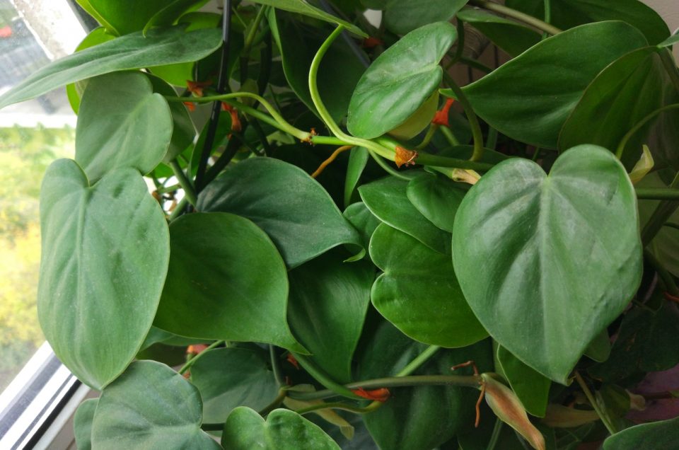 A Detailed Philodendron Care Guide For Beginner Gardeners