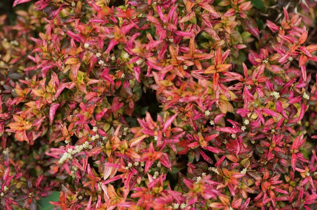 How To Care For The Party Time Plant + Solving Common Issues