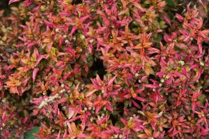 How To Care For The Party Time Plant + Solving Common Issues