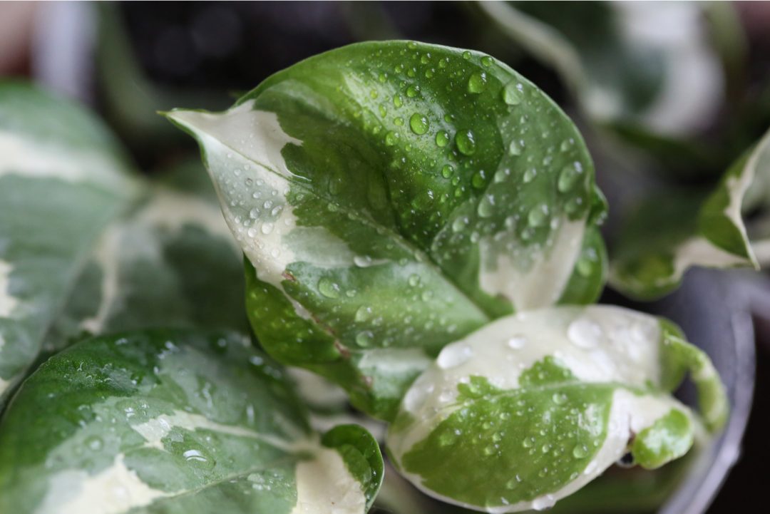 9 Helpful Tips For How To Make Pothos Grow Faster