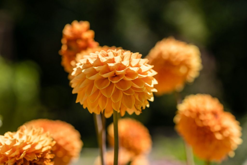 Dahlias Sprouting: What To Do When It Happens