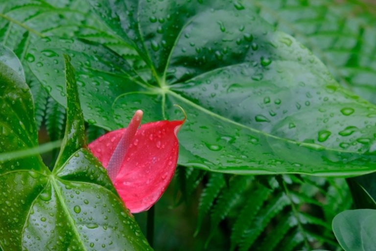 How To Grow And Care For The Flamingo Plant aka Laceleaf