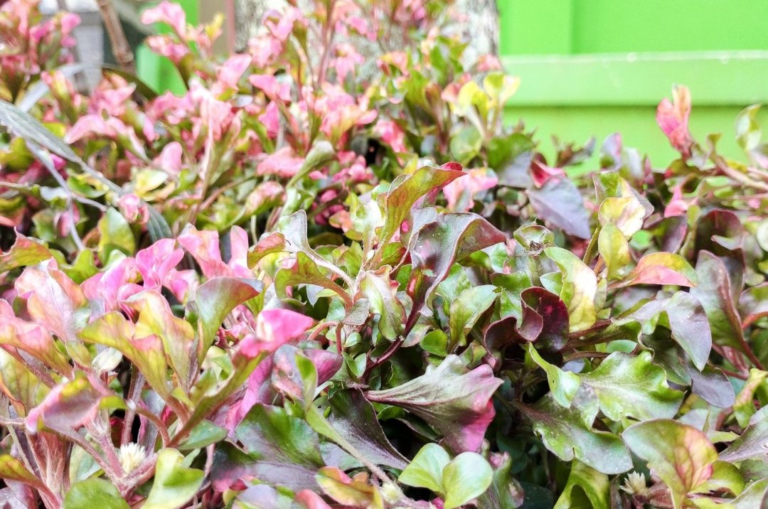 How To Care For The Party Time Plant + Solving Common Issues