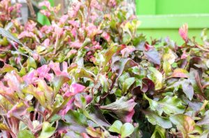 How To Care For The Party Time Plant + Solving Common Issues