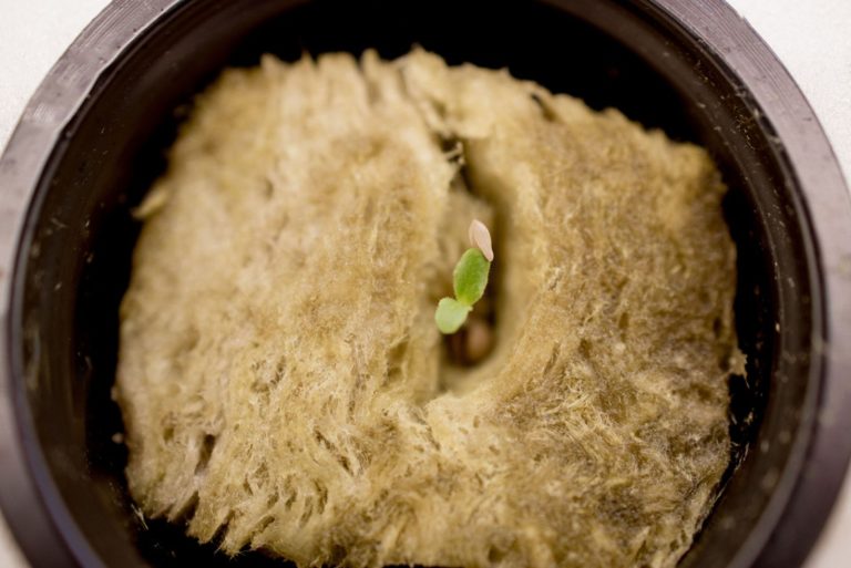 Benefits And Drawbacks Of Rockwool For Plants