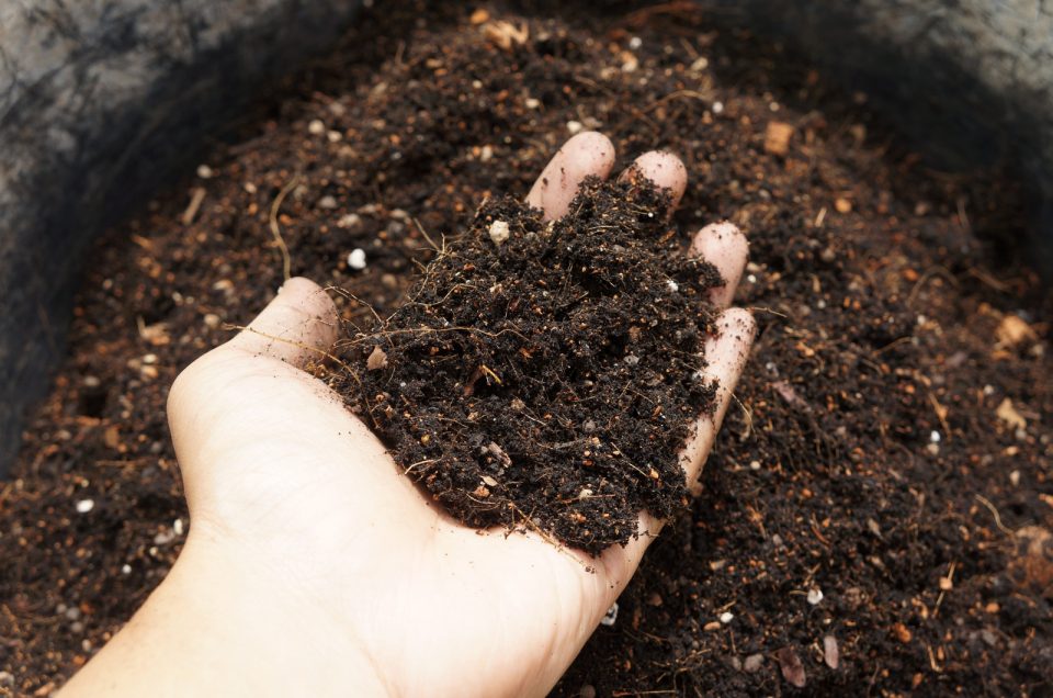 Tips & Tricks To Create The Best Pothos Soil Mix