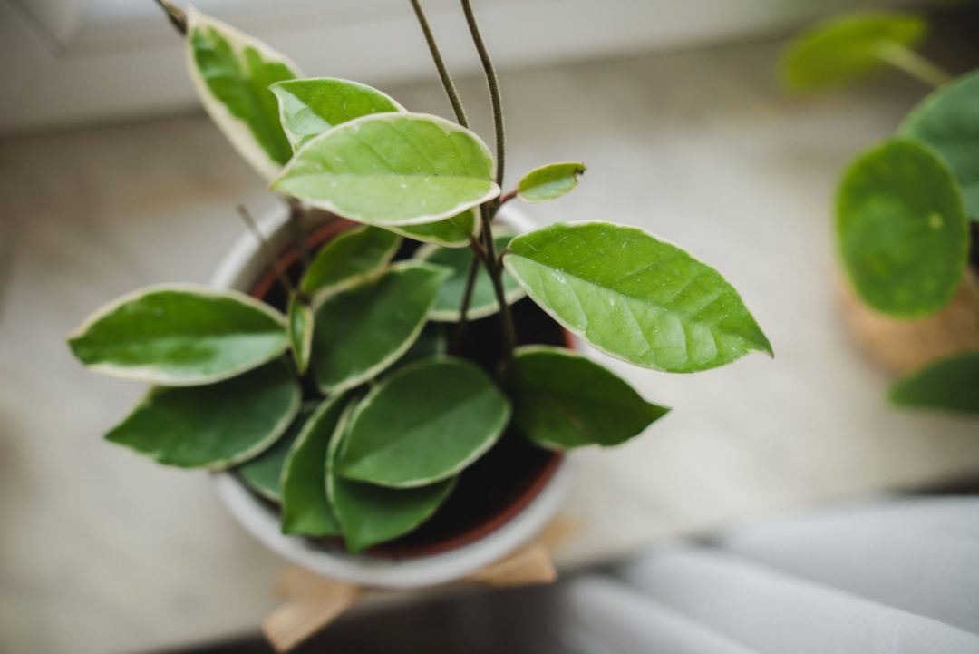 12 Beautiful & Easy To Grow Hydroponic Flowers