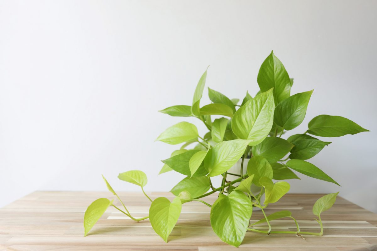 9 Helpful Tips For How To Make Pothos Grow Faster