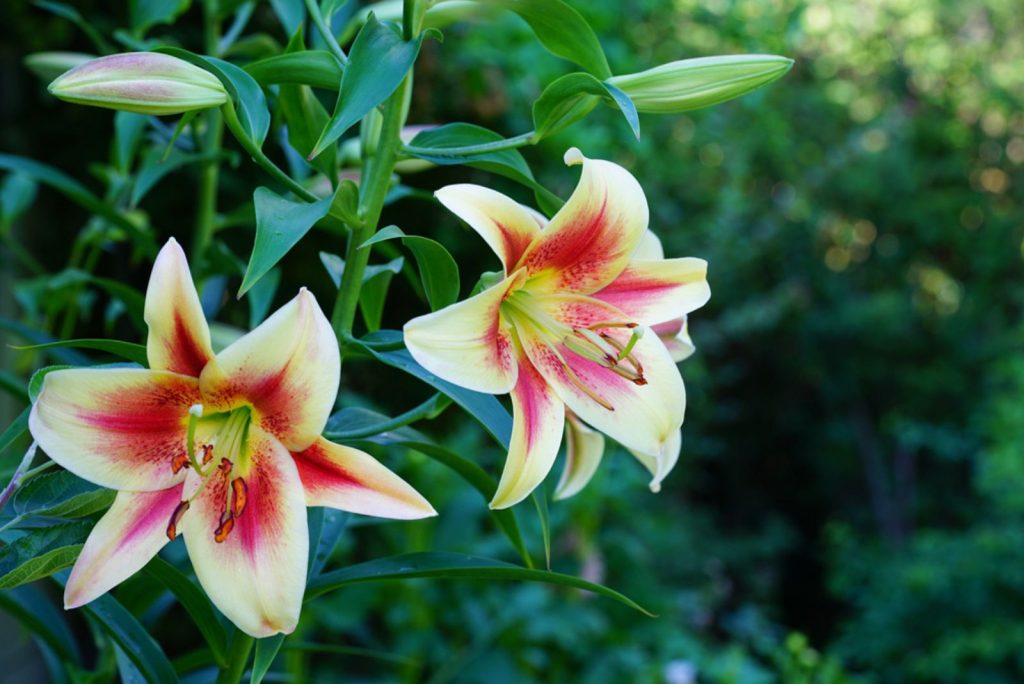 6 Popular Trumpet Lilies And How To Care For Them