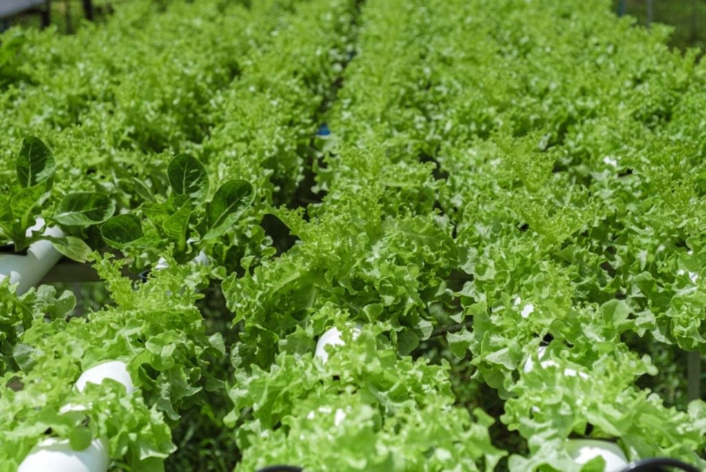 7 Helpful Outdoor Hydroponics Tips + Its Pros And Cons