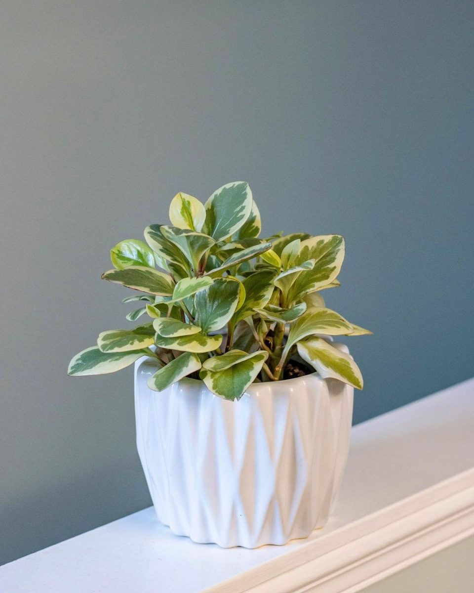 How To Care For The Peperomia Plant + Resolve The Main Issues