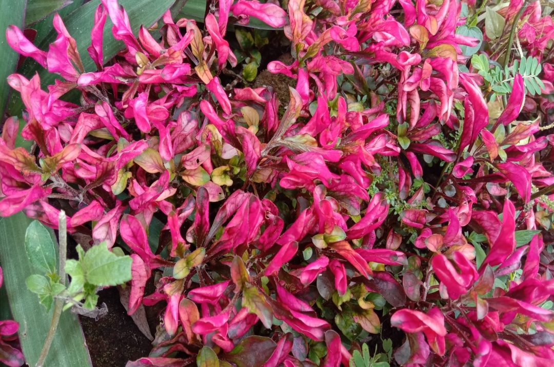 How To Care For The Party Time Plant + Solving Common Issues