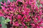 How To Care For The Party Time Plant + Solving Common Issues