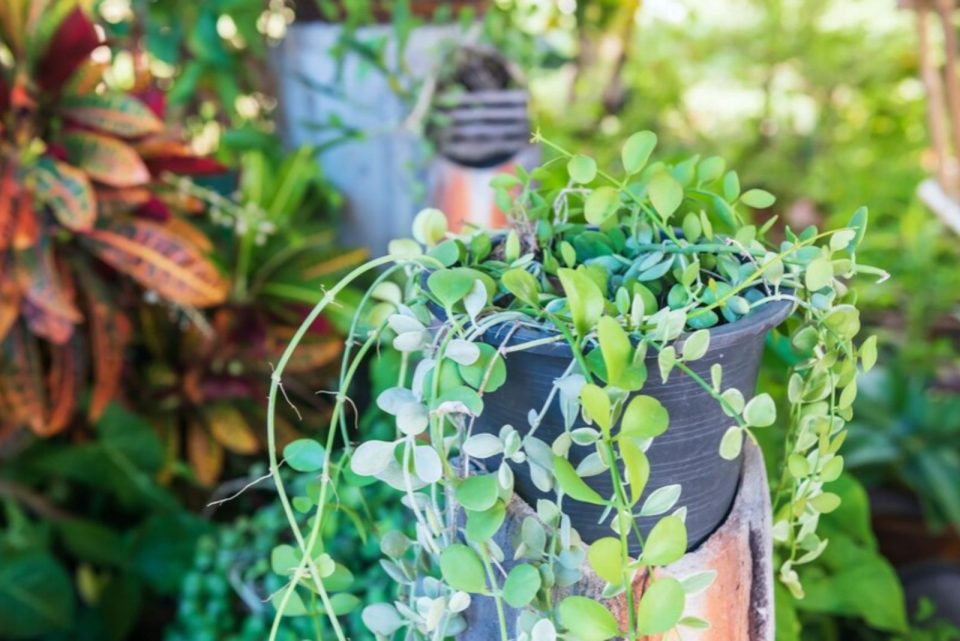 Meet 13 Eye-catching String Plants For Growing Indoors