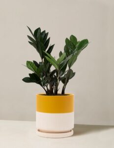 13 Gorgeous Types Of ZZ Plants And Their Care Guide