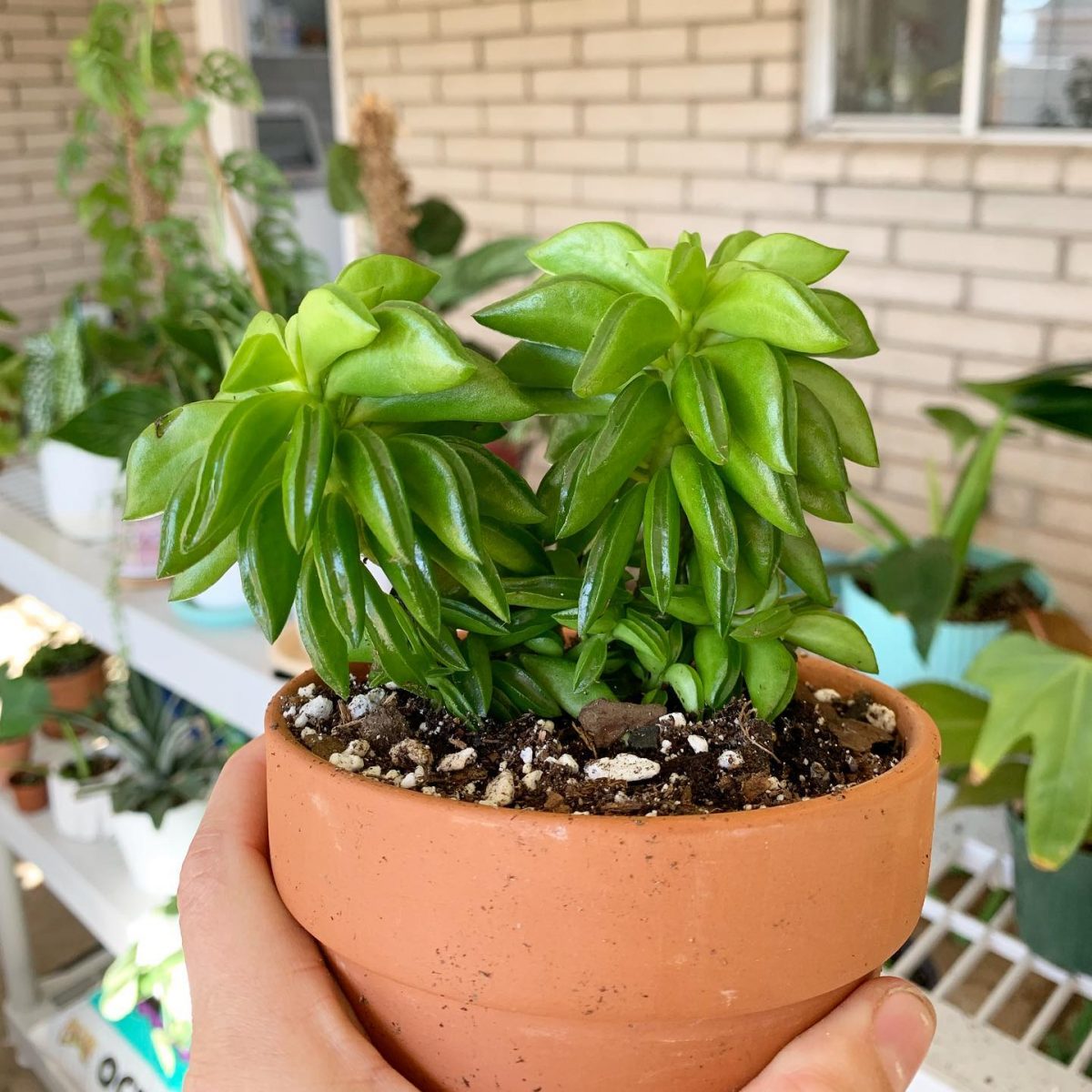 If You Love Tacos, Then Get This Adorable Taco Plant!