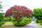A List Of 21 Zone 7 Trees And Their Care Requirements
