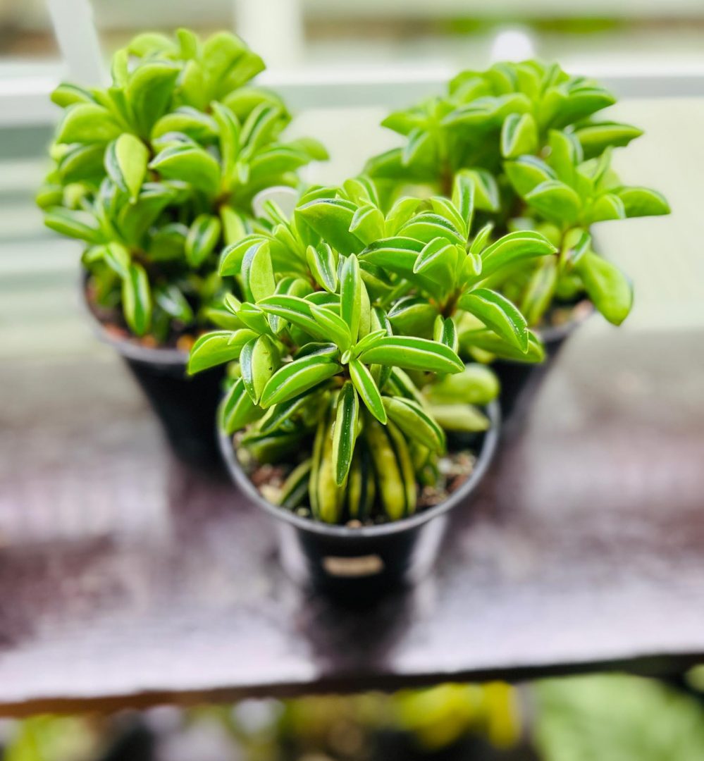 If You Love Tacos, Then Get This Adorable Taco Plant!