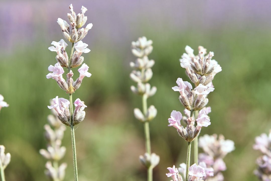 How To Grow The White Lavender Plant + 8 Great Varieties