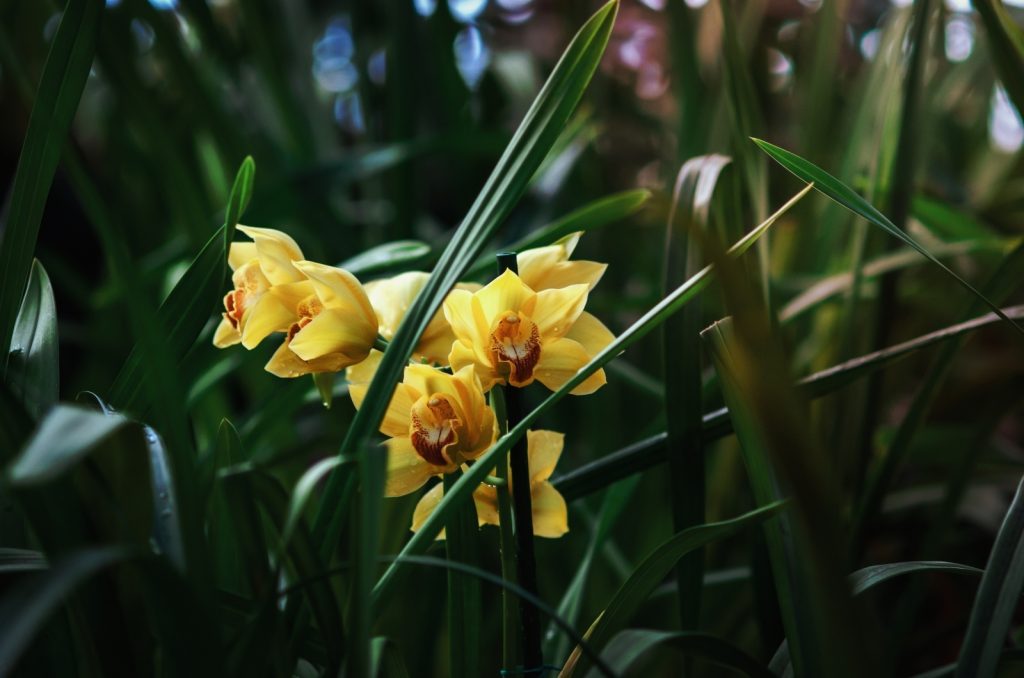 Terrestrial Orchid Species And The Best Way To Grow Them
