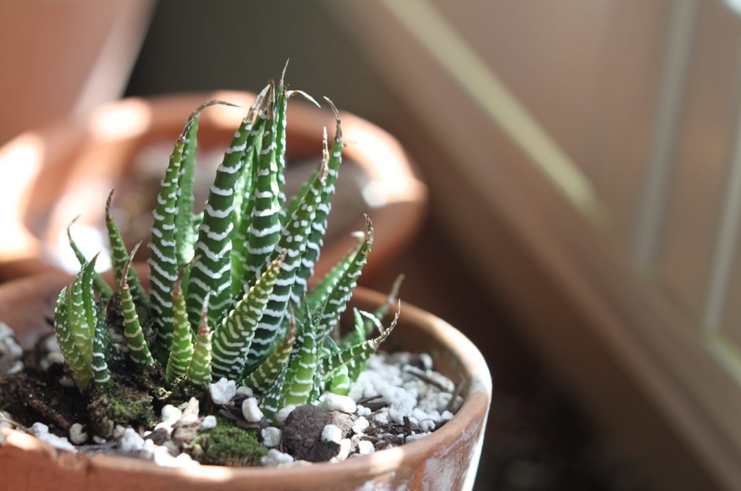 How To Grow And Care For The Zebra Succulent Plant
