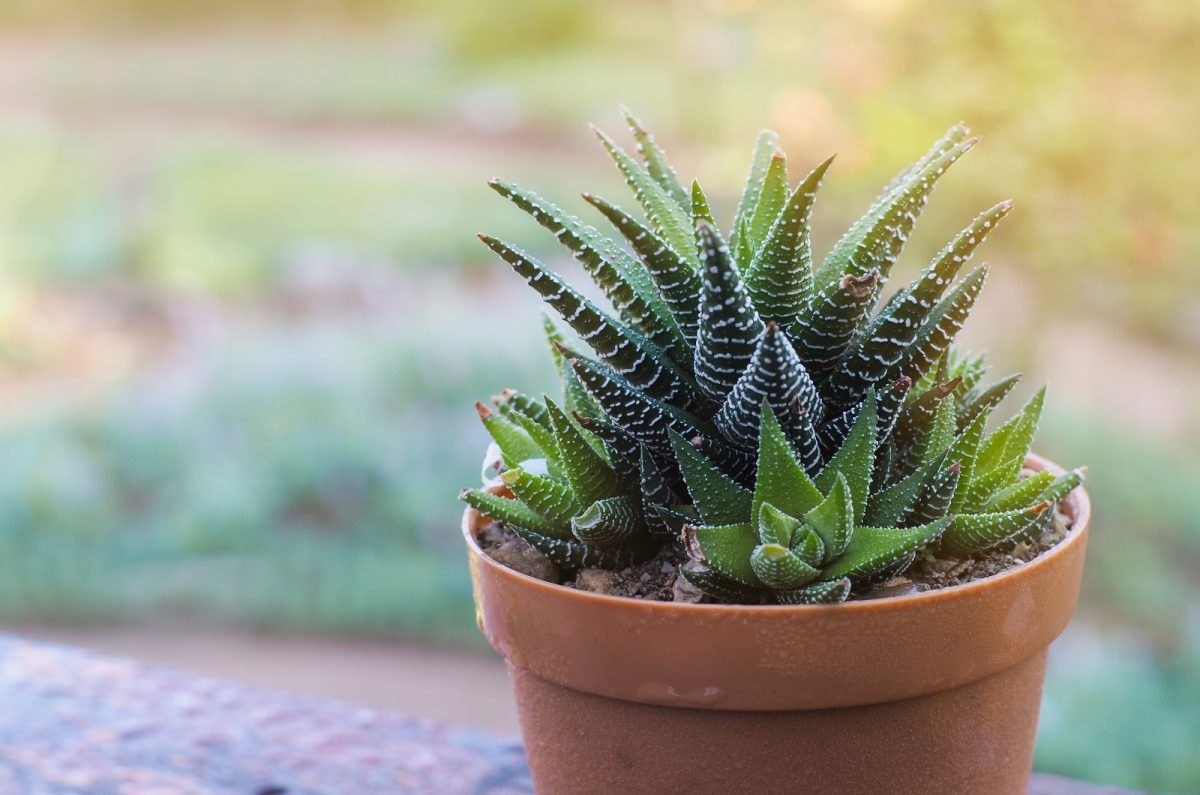How To Grow And Care For The Zebra Succulent Plant
