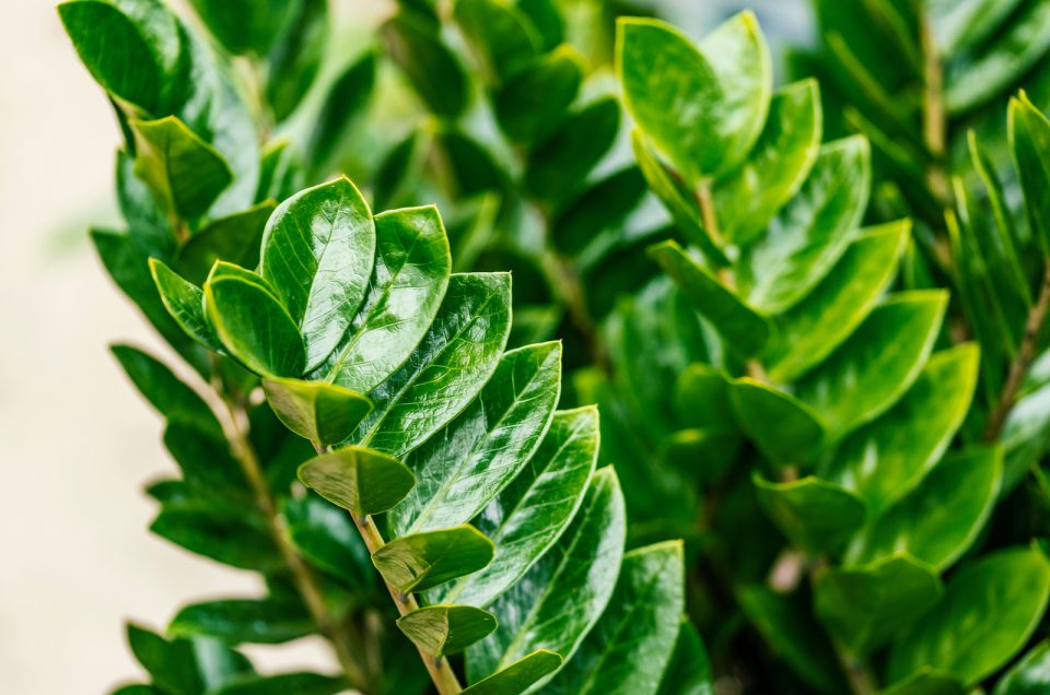 13 Gorgeous Types Of ZZ Plants And Their Care Guide
