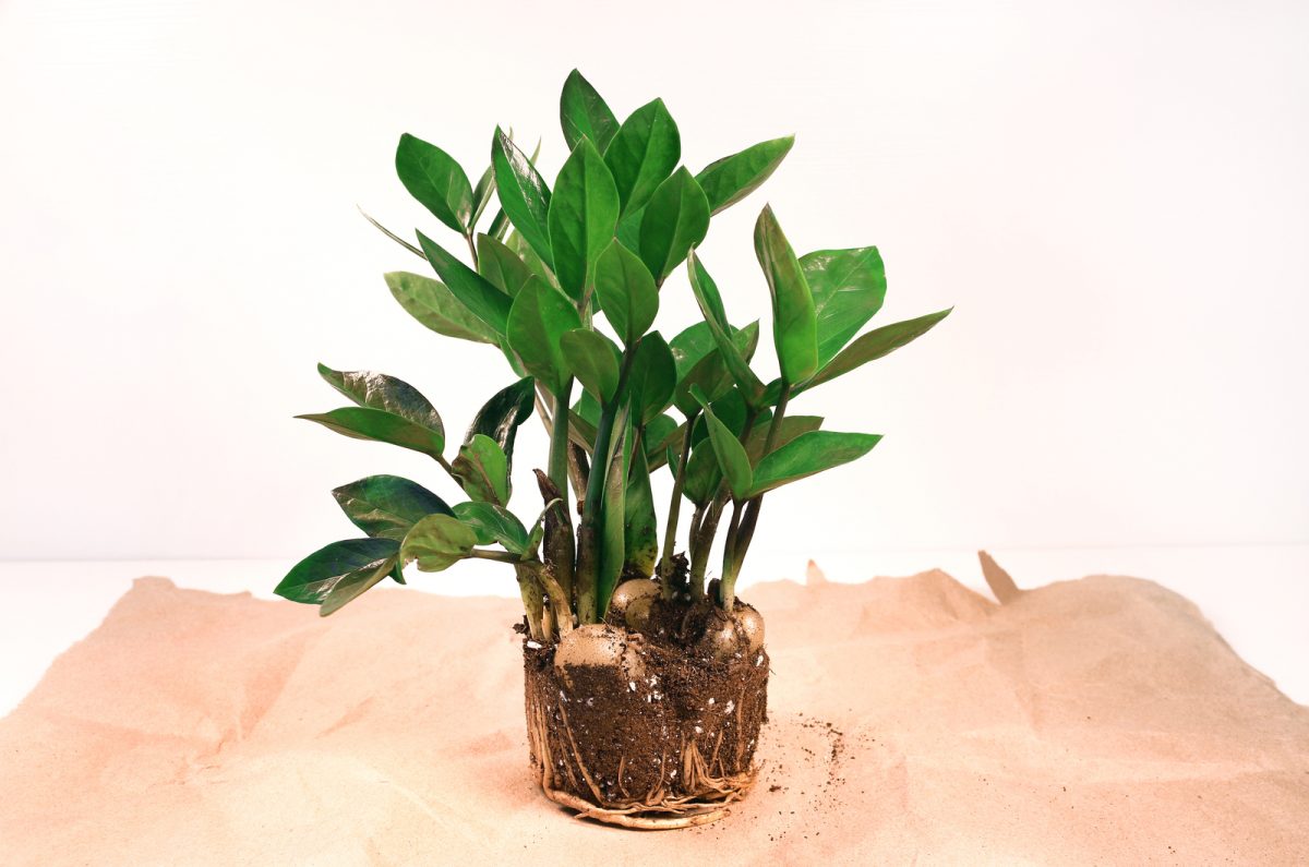 13 Gorgeous Types Of ZZ Plants And Their Care Guide