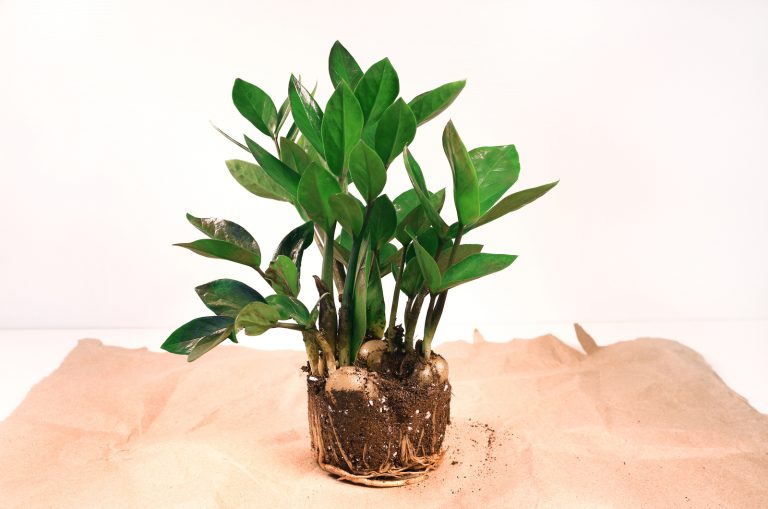 13 Gorgeous Types Of ZZ Plants And Their Care Guide
