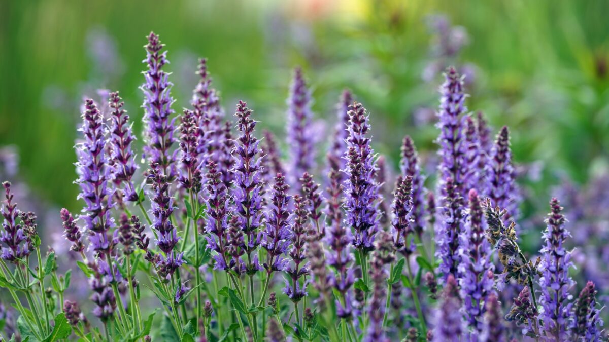 10 Plants That Look Like Lavender + Quick Care Guides