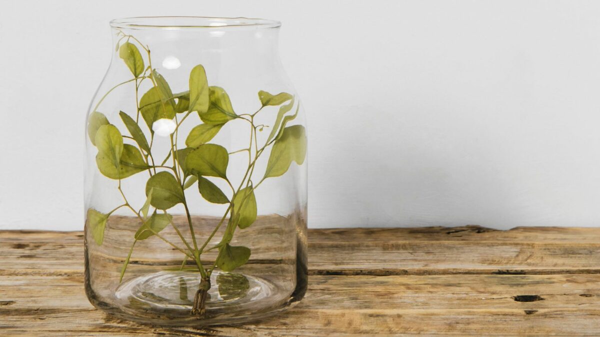 27 Absolutely Gorgeous Plants In Glass Jars And Pro Tips For Growing Them