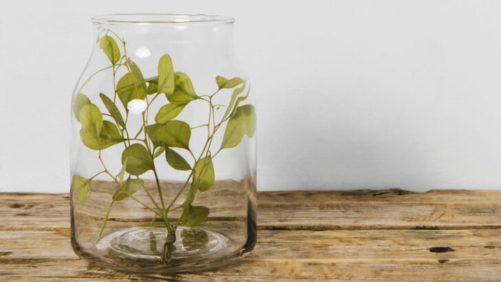 27 Absolutely Gorgeous Plants In Glass Jars And Pro Tips For Growing Them