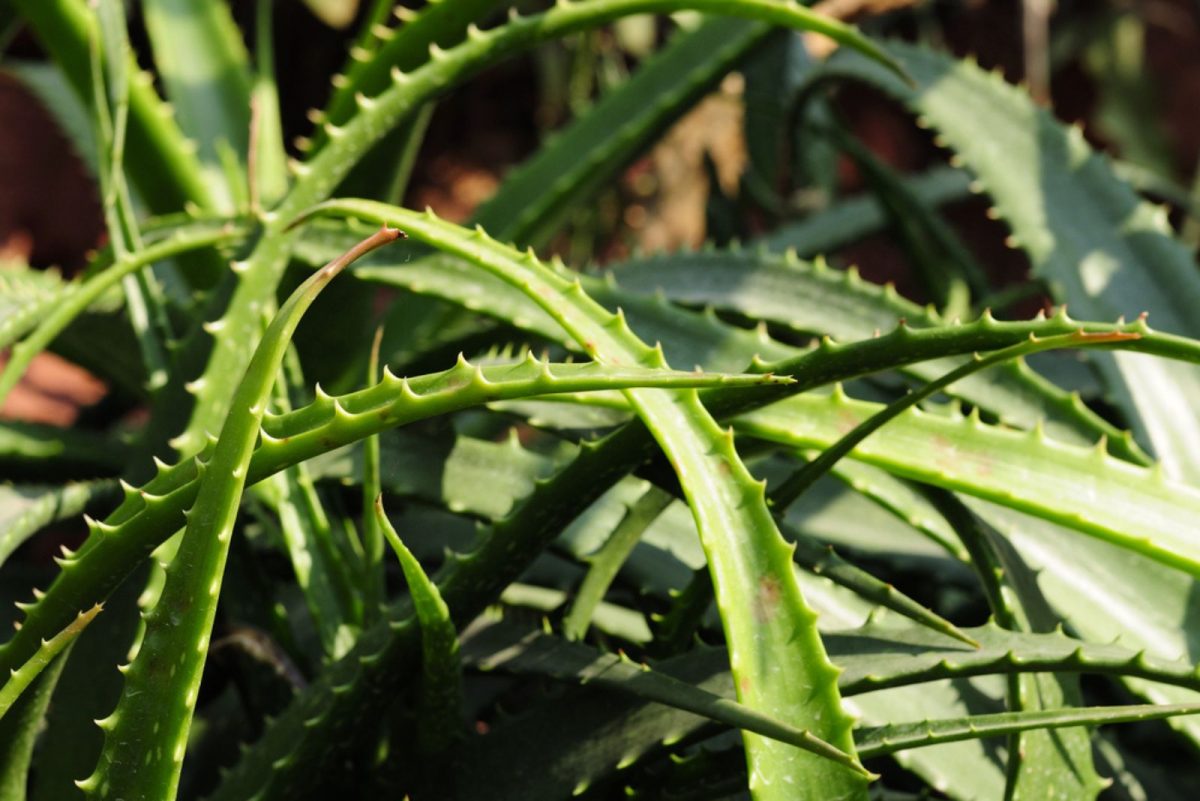 How To Grow The Aloe Humilis (The Best Care Tips)