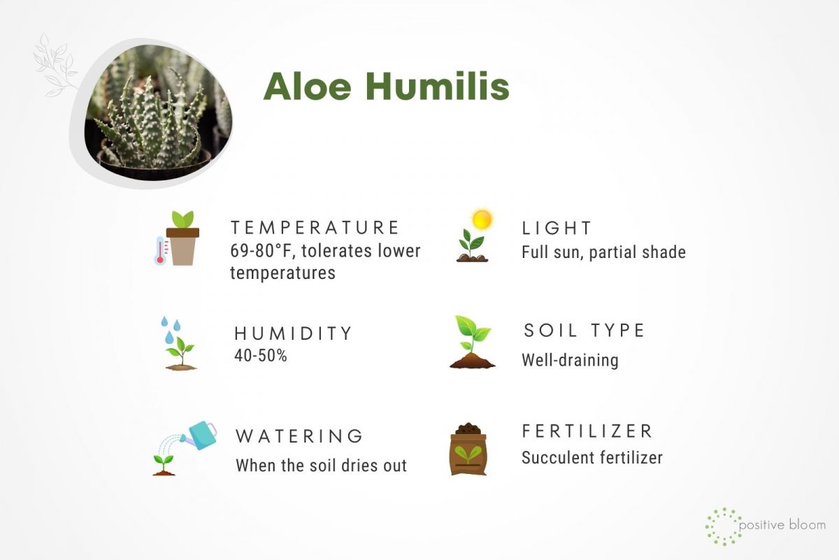 How To Grow The Aloe Humilis (The Best Care Tips)