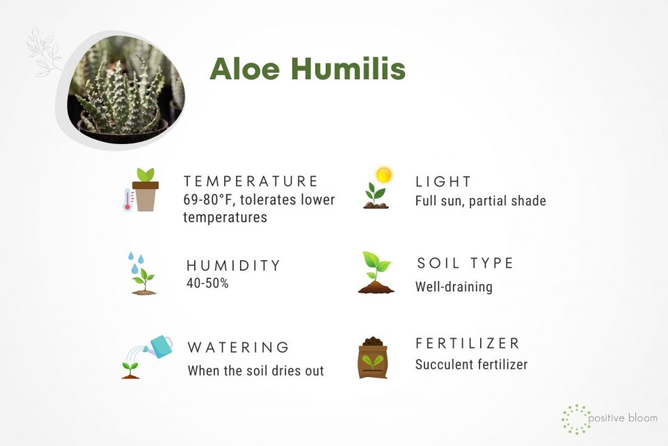 How To Grow The Aloe Humilis (The Best Care Tips)