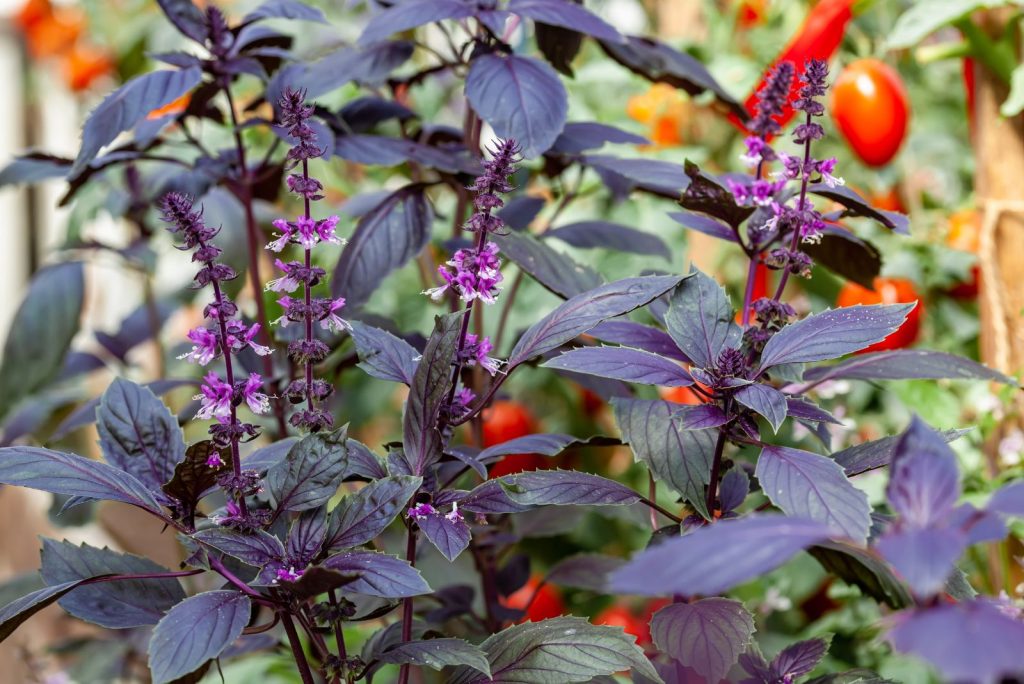 14 Easy To Grow Herbs With Purple Flowers For A Dreamy Garden
