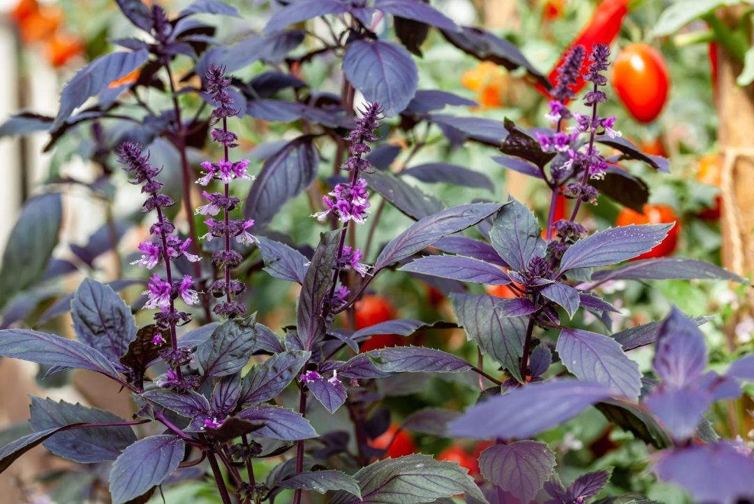 14 Easy To Grow Herbs With Purple Flowers For A Dreamy Garden