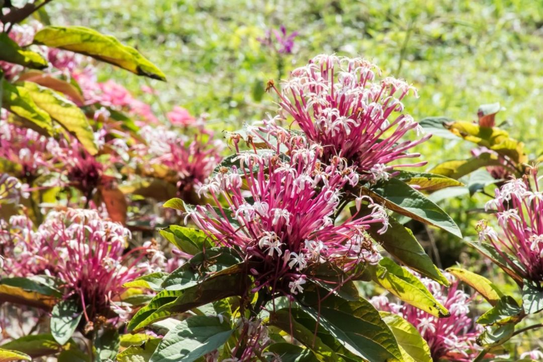 How To Grow And Care For The Stunning Starburst Bush