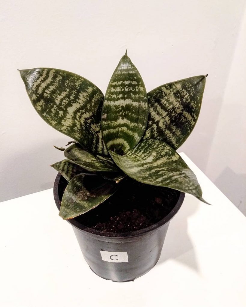 37 Breathtaking Snake Plant Varieties And Growing Tips