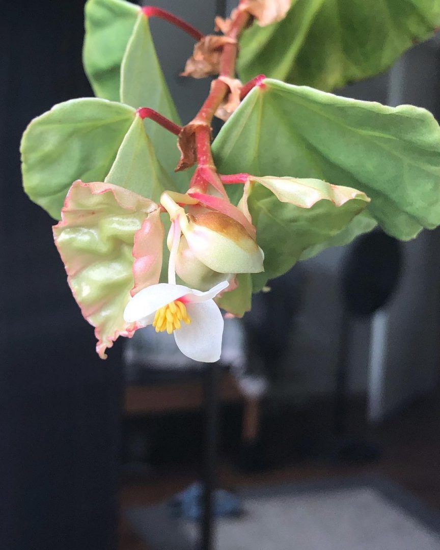 9 Best Types Of Trailing Begonias + The Complete Care Guide