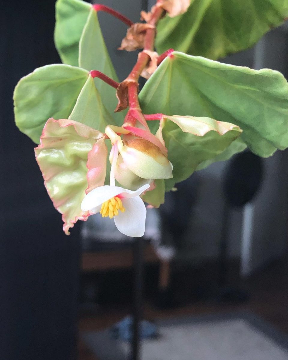 9 Best Types Of Trailing Begonias + The Complete Care Guide