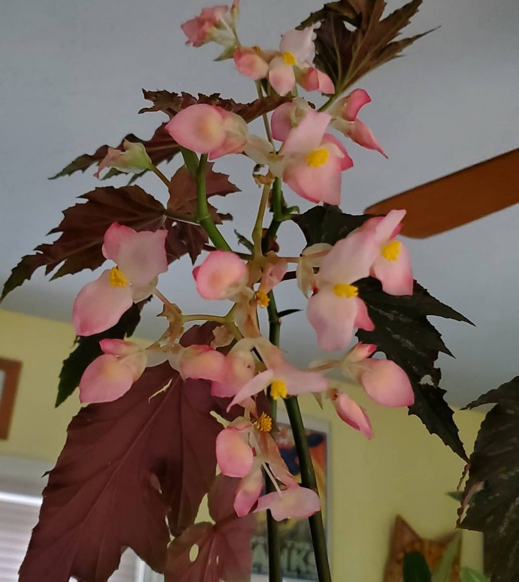 9 Best Types Of Trailing Begonias + The Complete Care Guide
