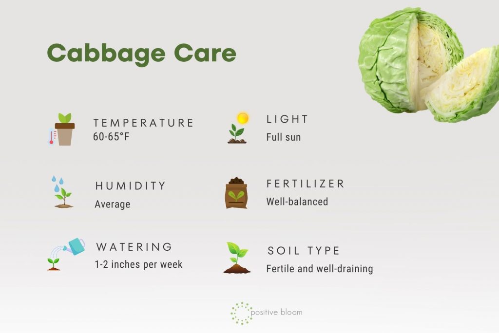 The 9 Cabbage Growing Stages + How To Grow This Vegetable