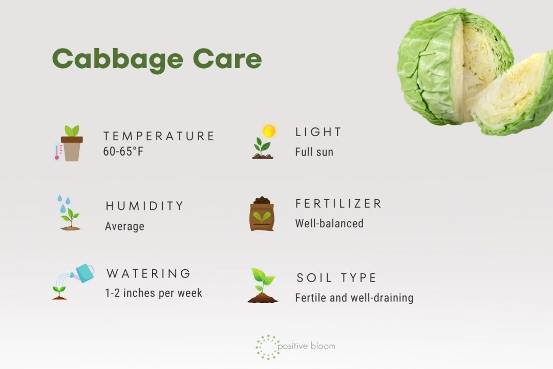 The 9 Cabbage Growing Stages + How To Grow This Vegetable