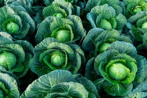 The 9 Cabbage Growing Stages + How To Grow This Vegetable